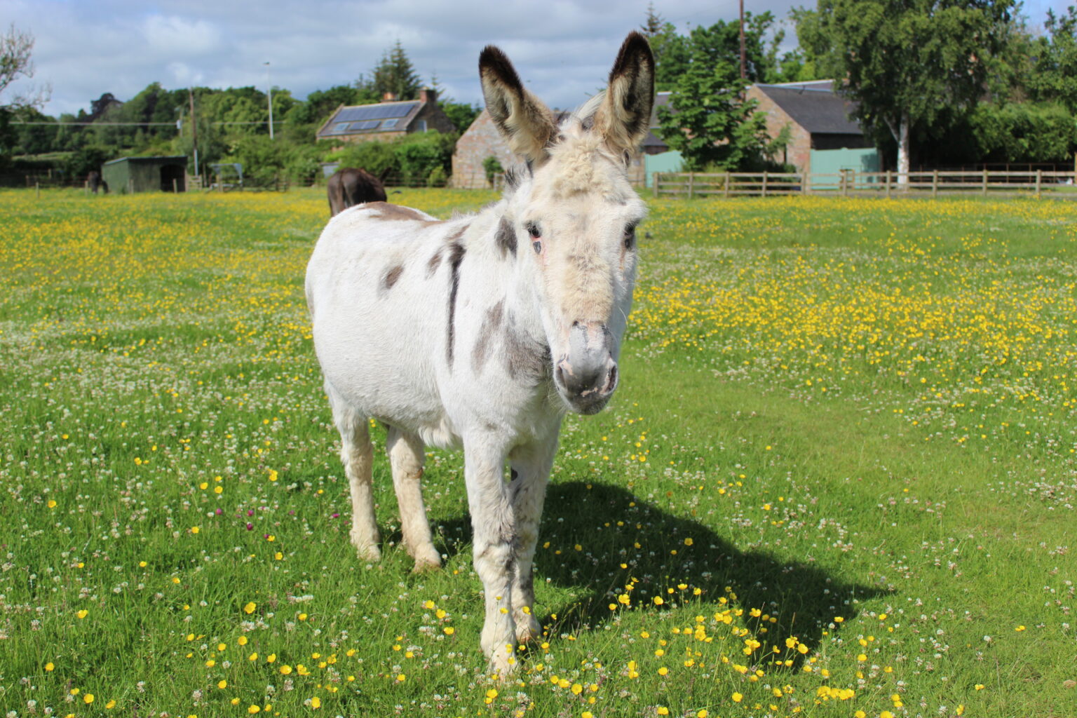Adopt a Donkey at The Scottish Donkey Sanctuary in St Boswells