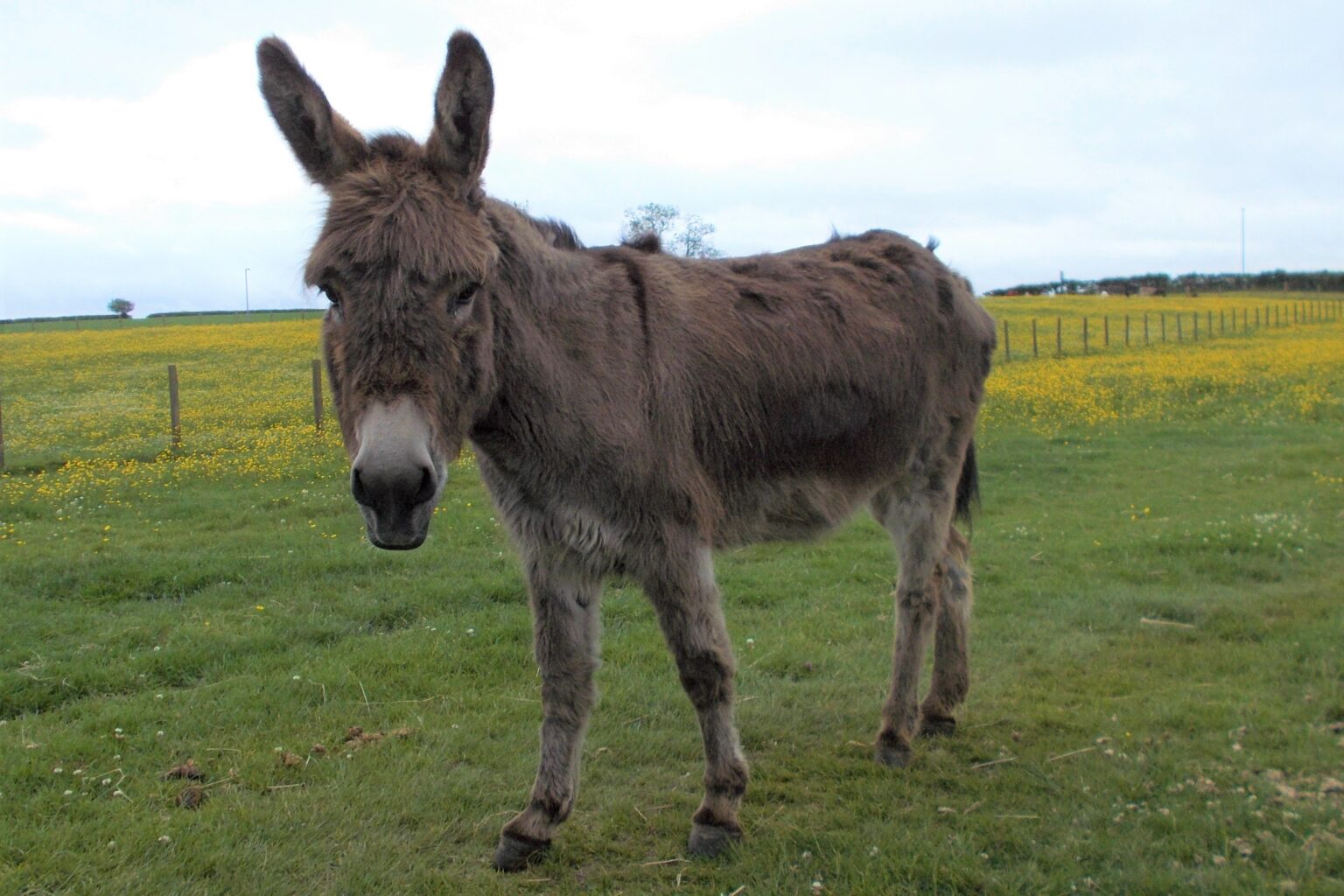 Adopt a Donkey at The Scottish Donkey Sanctuary in St Boswells