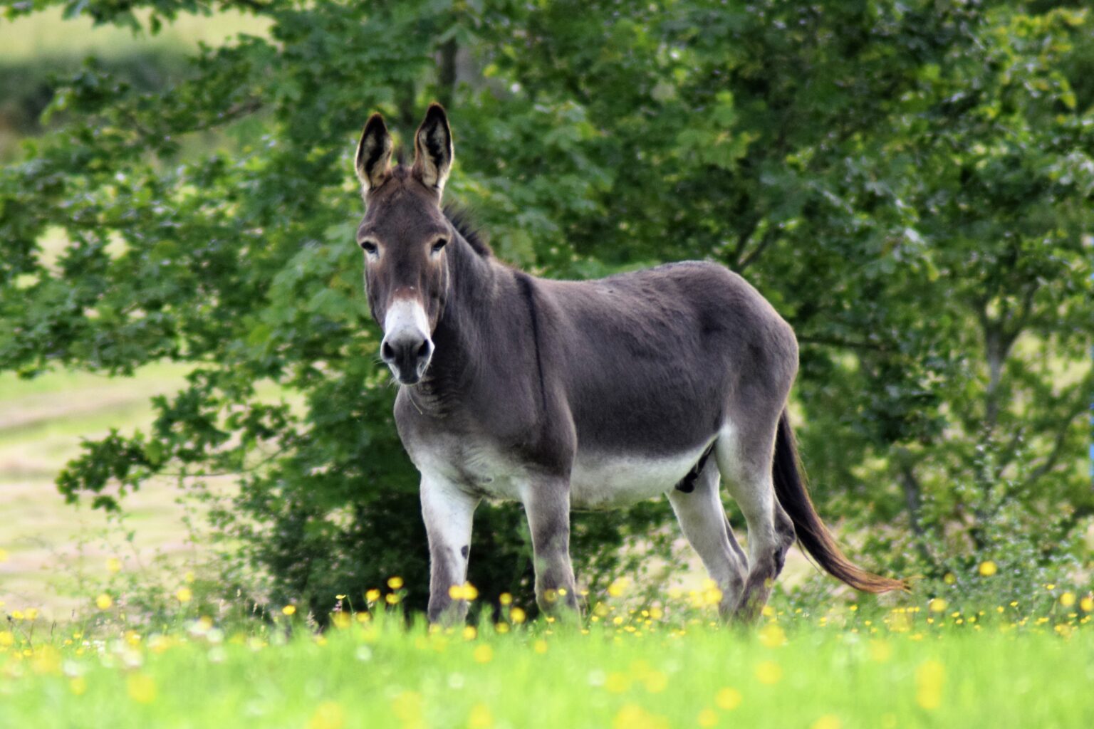 Adopt a Donkey at The Scottish Donkey Sanctuary in St Boswells