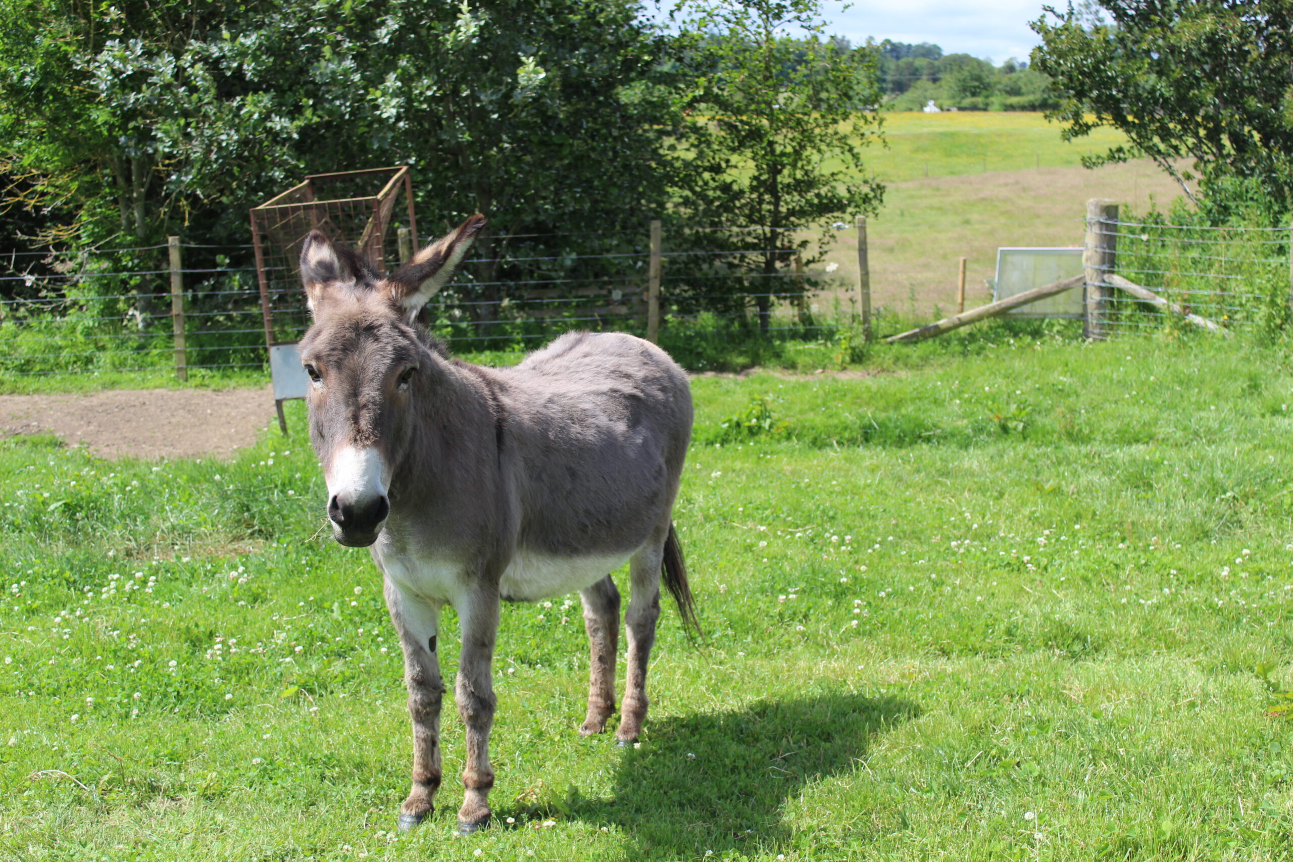 Wogan - Scottish Donkey Sanctuary