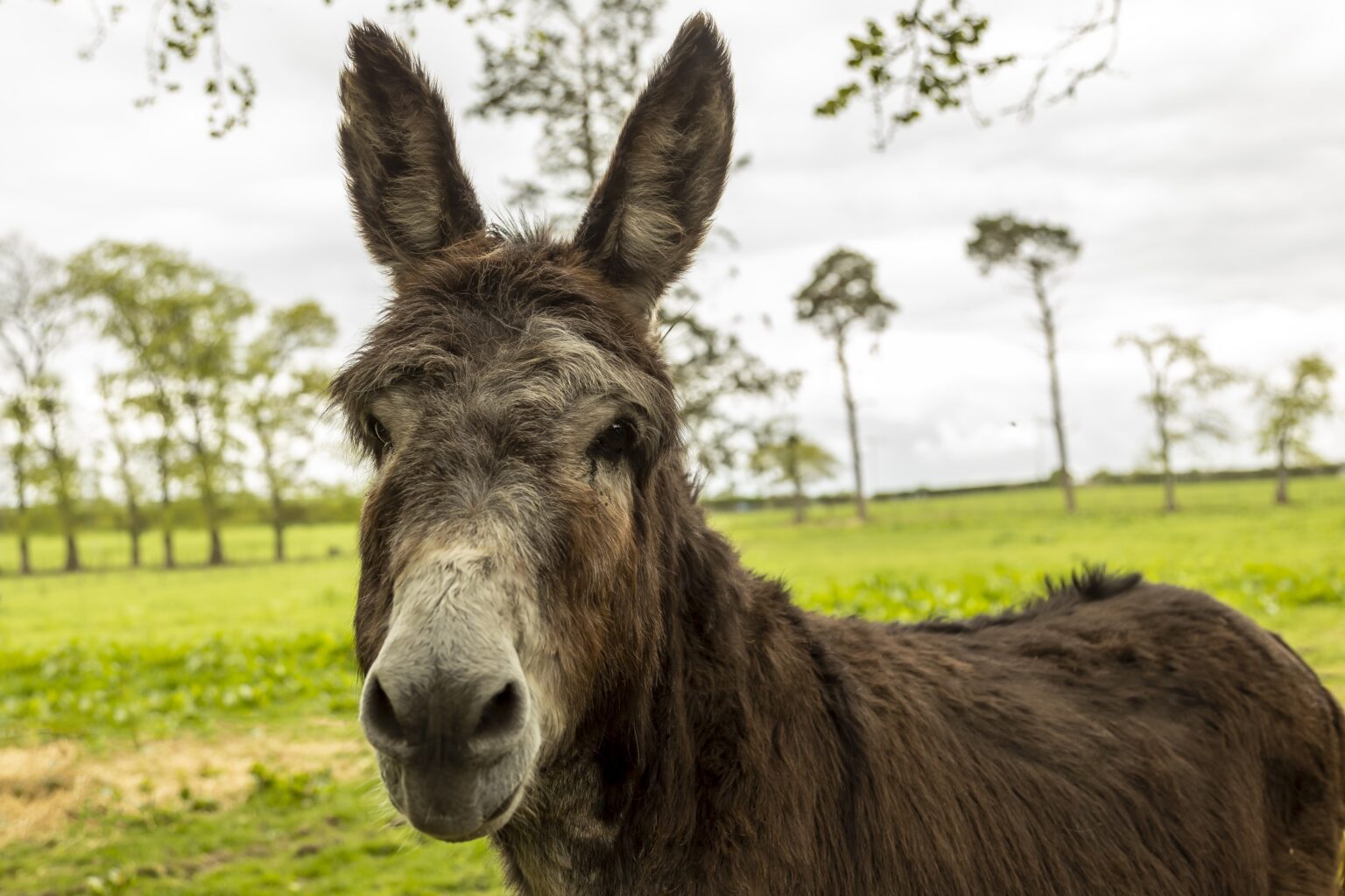 Adopt a Donkey at The Scottish Donkey Sanctuary in St Boswells